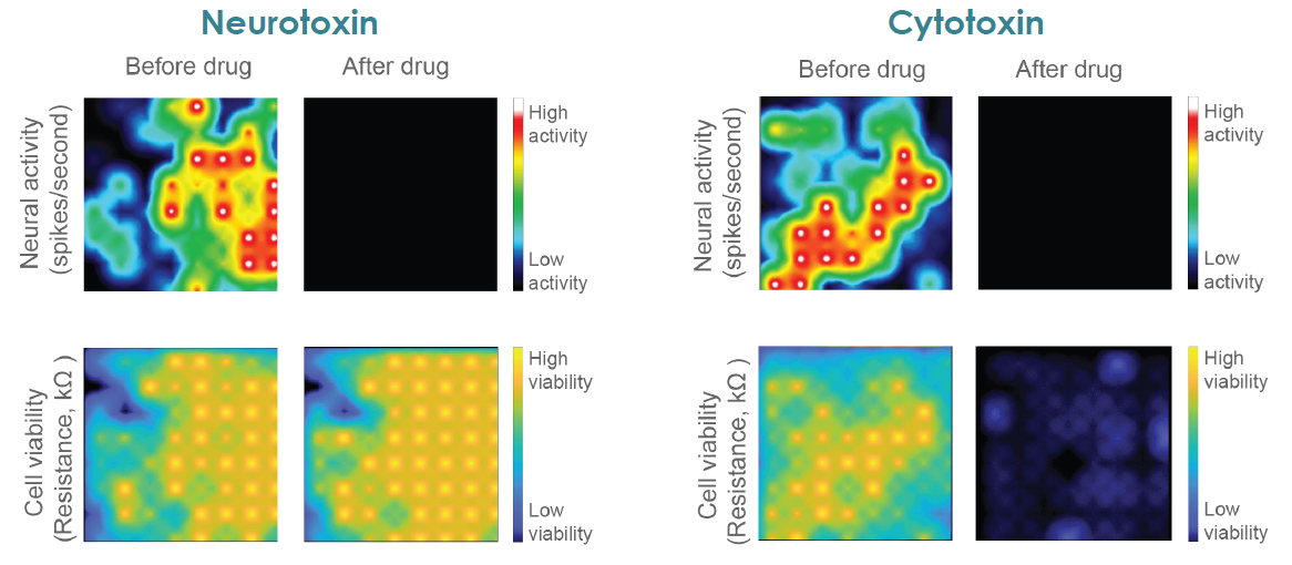 Multiplexed Cell Based Assay Of Neuronal Structure Function For